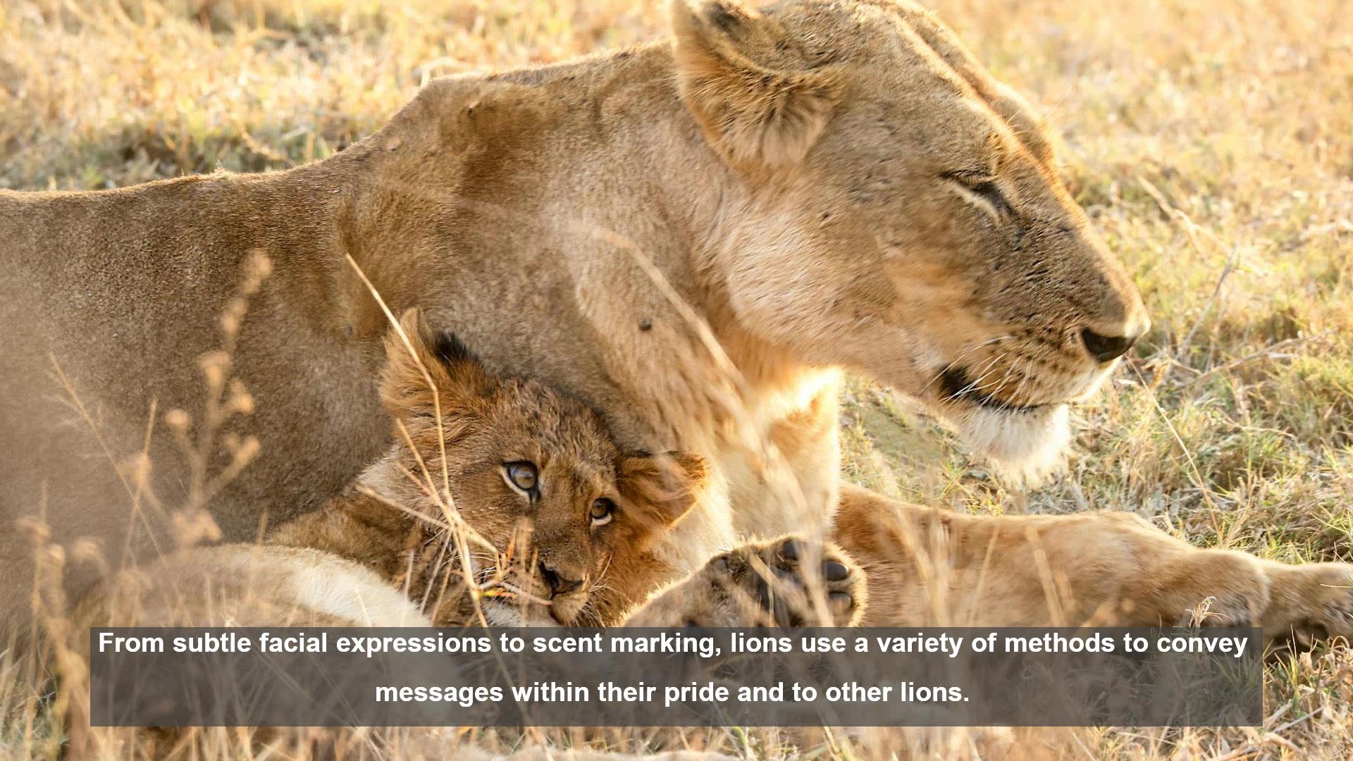 10 Surprising Facts About Lion Communication | Open Video