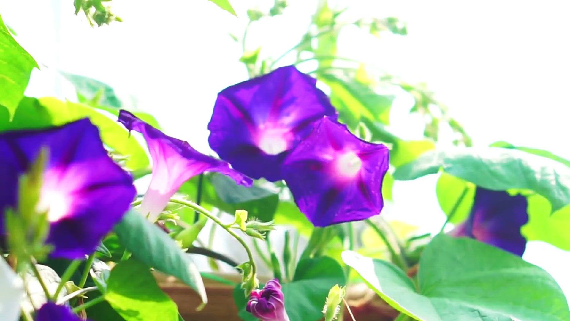 Growing Morning Glories | Open Video