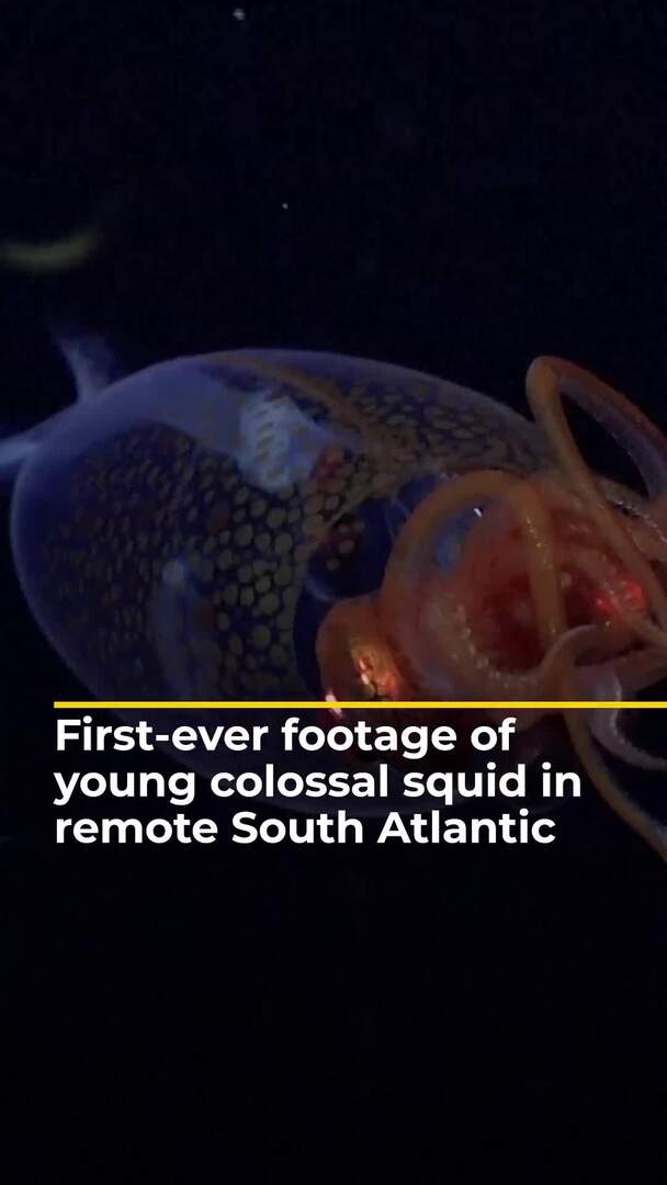 First-ever footage of young colossal squid ... | Humix Video
