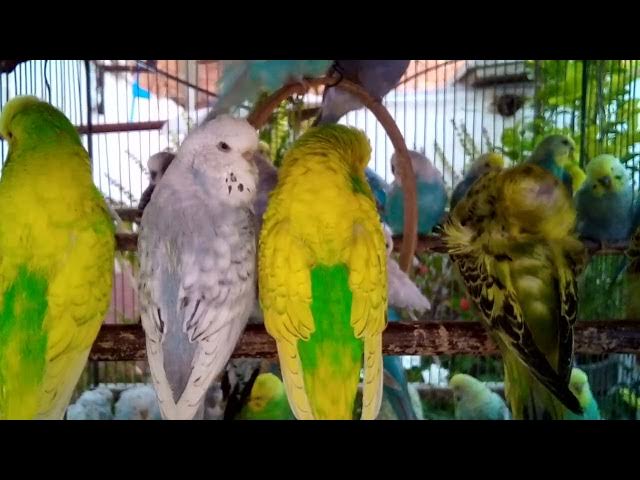 From Blue to Rainbow Rare Budgie Color Mutat... | Open Video