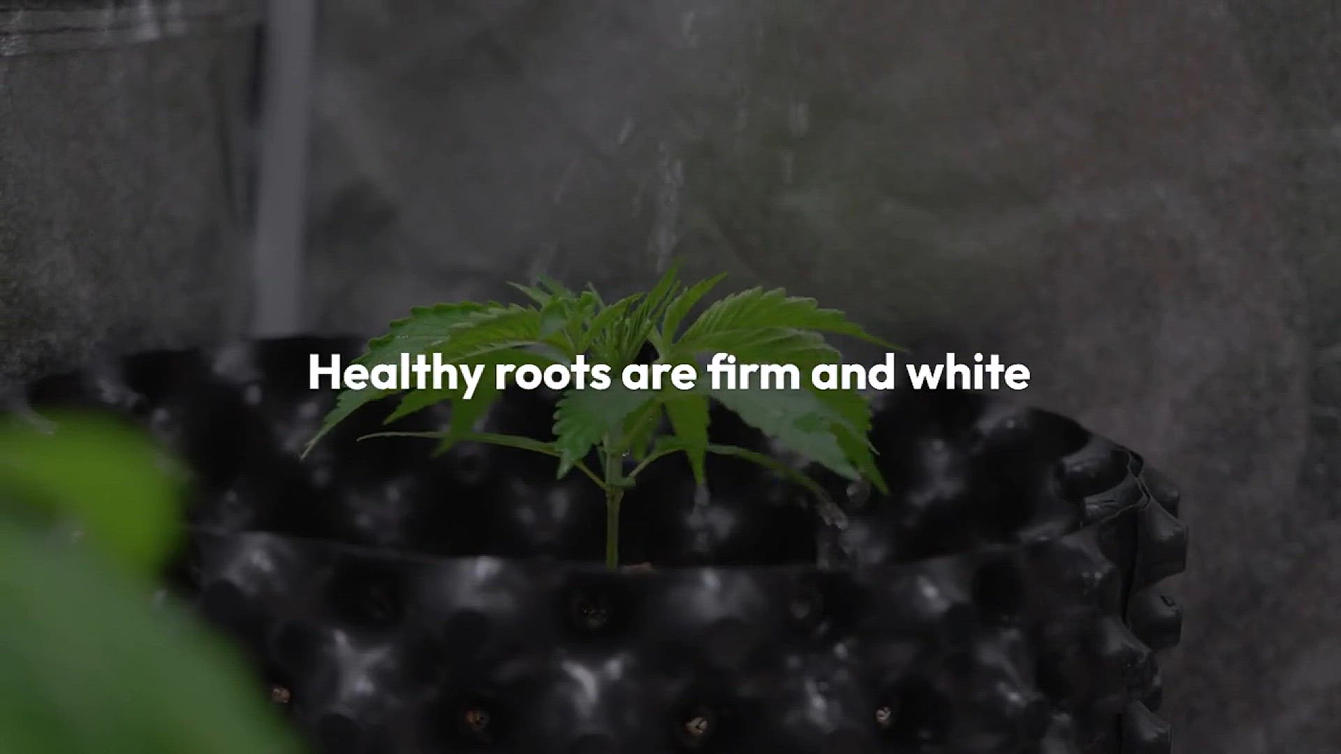 Spider Plant Root Rot Solutions | Open Video