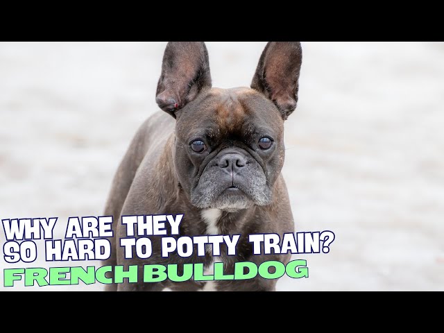 Why Are French Bulldogs So Hard to Potty Tra... | Open Video