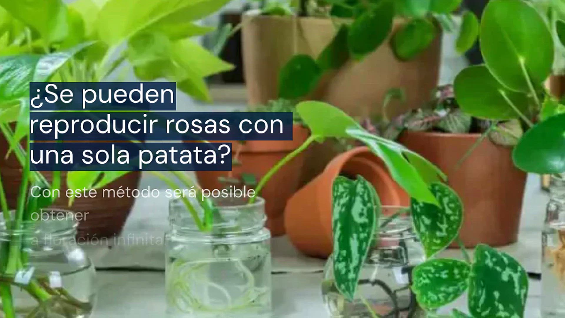 Cómo reproducir rosas con 1 patata: solo así... | Open Video