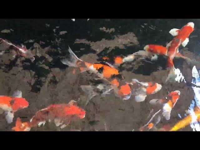 How to Spot Champion Koi: Key Factors for Id... | Open Video