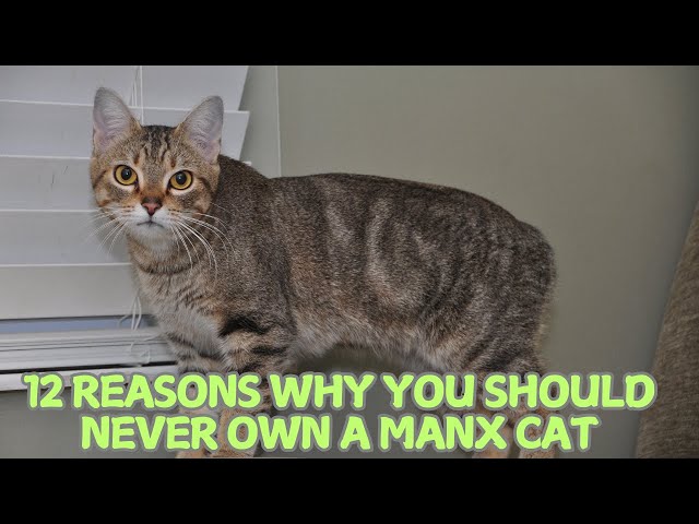 12 Reasons Why You Should Never Own a Manx C... | Open Video