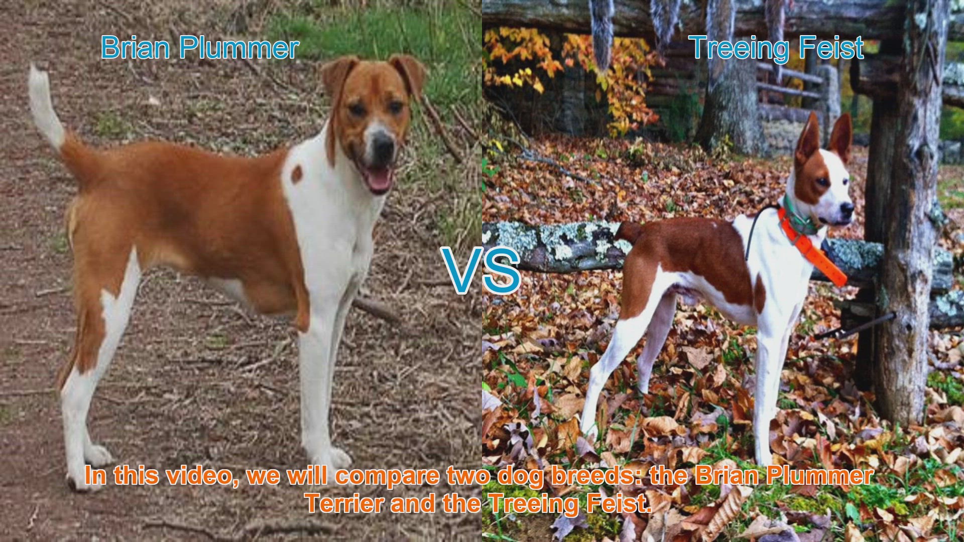 Comparing Brian Plummer Terrier vs. Treeing ... | Open Video