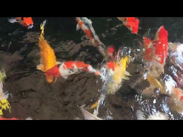 Koi Fish Balance: The Key to Competitive Jud... | Open Video