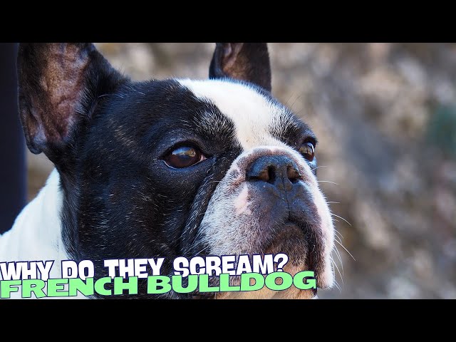 Why Do French Bulldogs Scream? ?? | Open Video