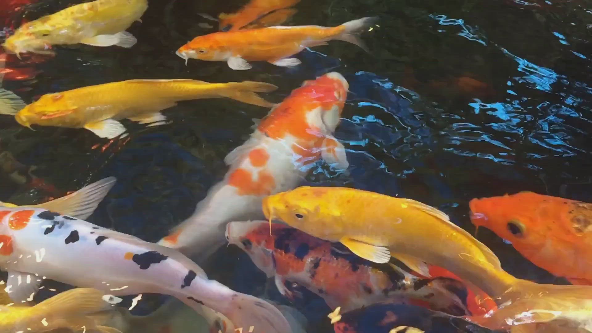 Expert Tips for Winning Koi Fish Competitions | Open Video