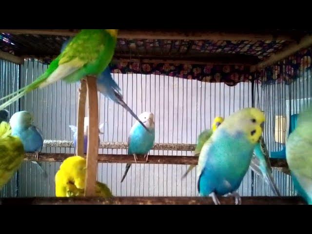 The Rarest Budgie Colors You’ve Never Seen –... | Open Video