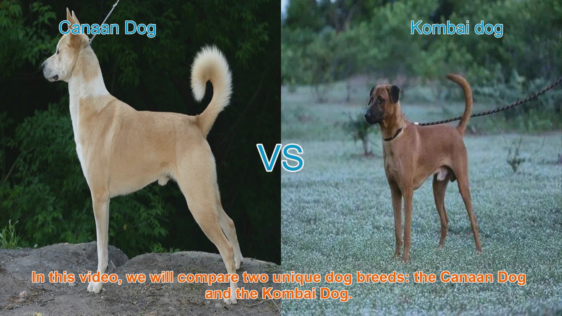 Canaan Dog vs. Kombai Dog: A Comprehensive B... | Open Video