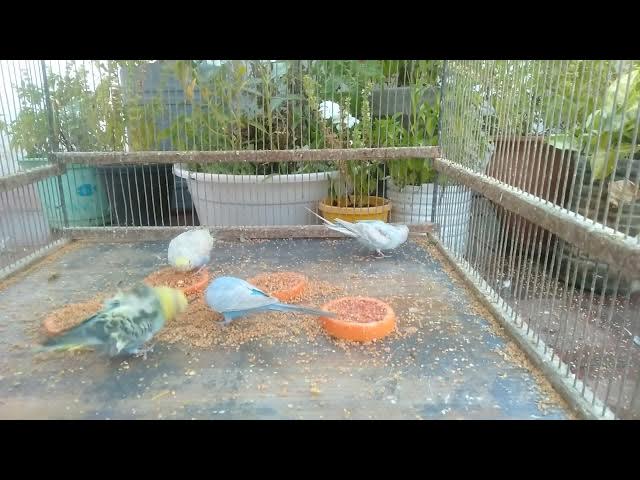 Rare Budgie Colors You’ve Never Seen Before! 🦜 | Open Video