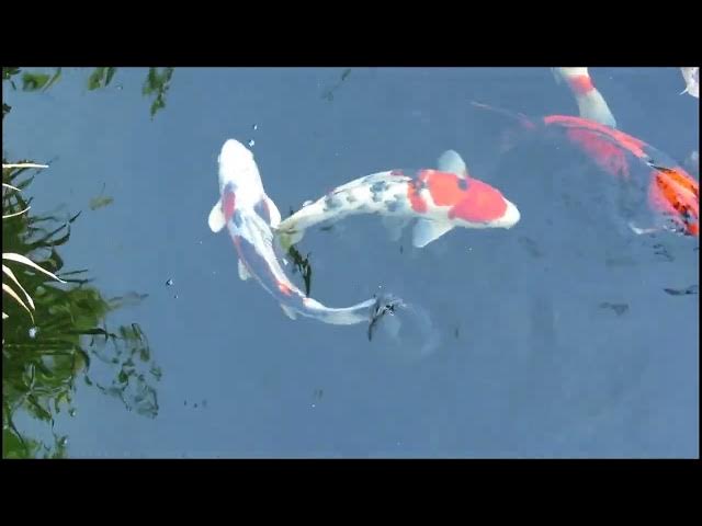 Safe Koi Transport: A Guide for Competition ... | Open Video