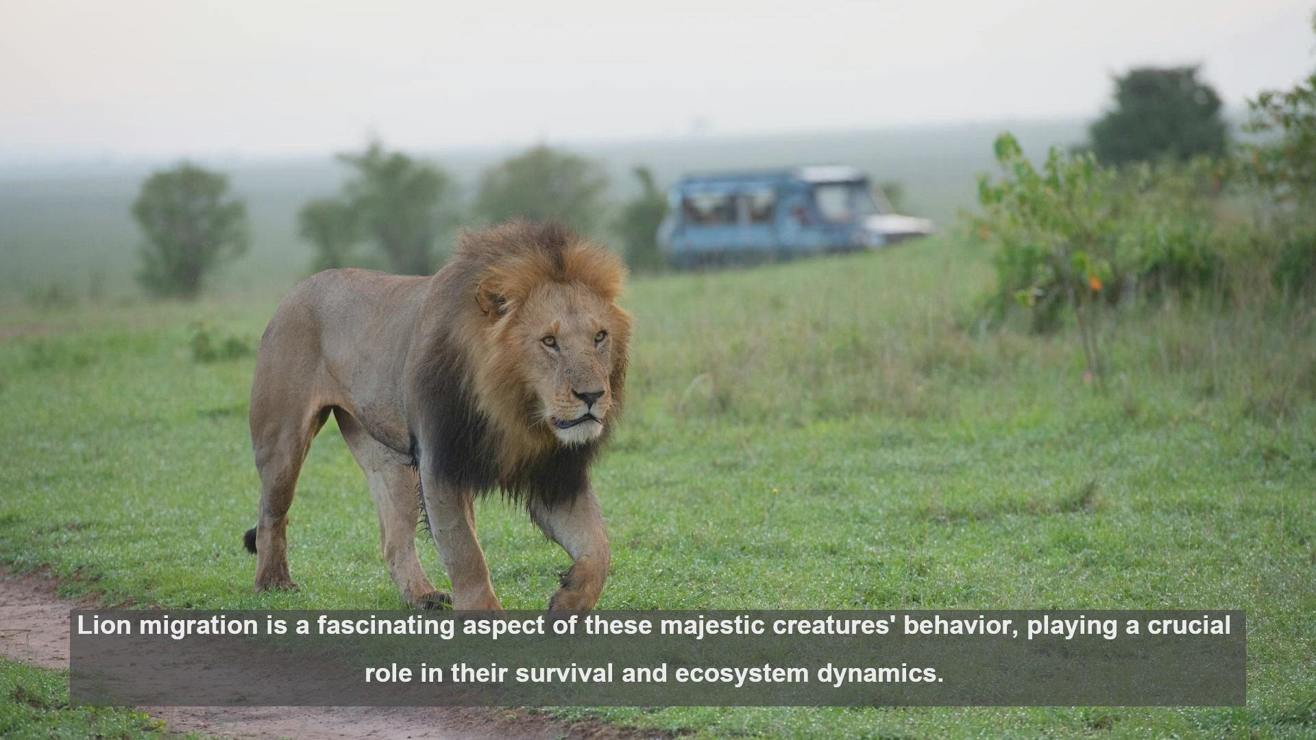 10 Key Lion Migration Patterns: Survival Str... | Open Video