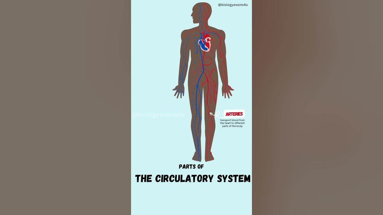 Parts of the Circulatory system