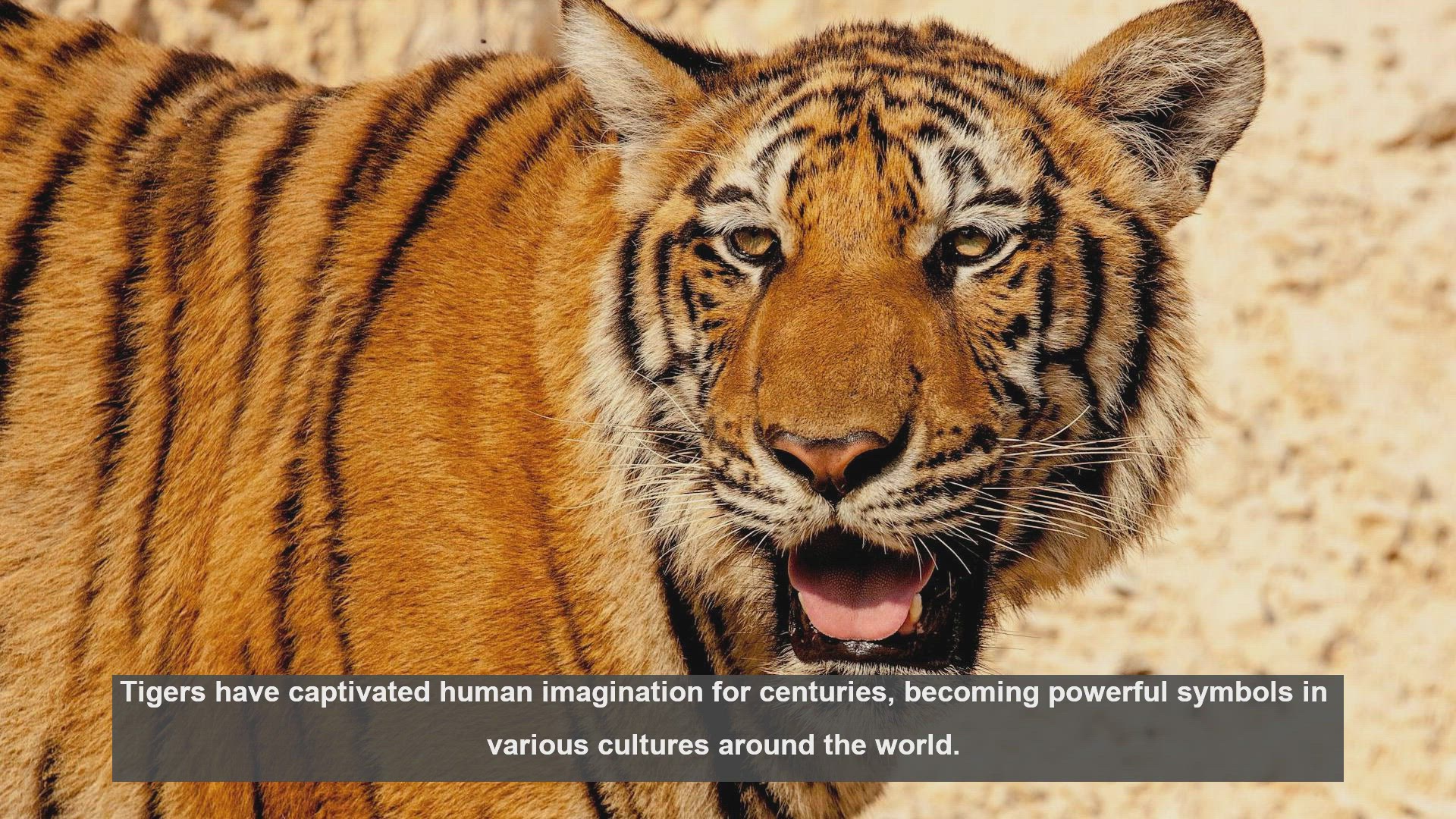 10 Powerful Tiger Symbols: From Strength to ... | Open Video