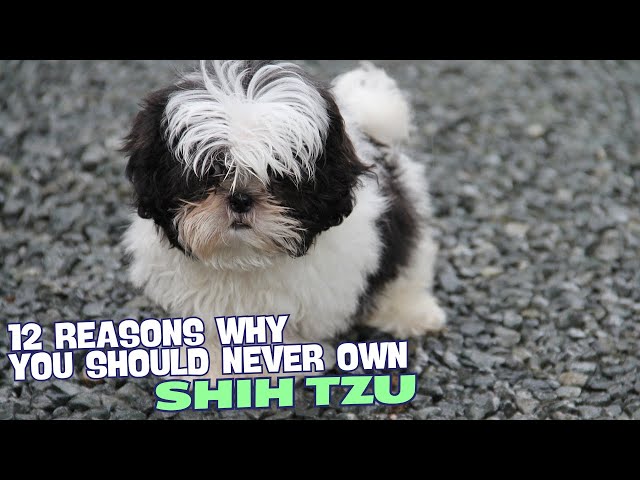 12 Reasons Why You Should Never Own a Shih T... | Open Video