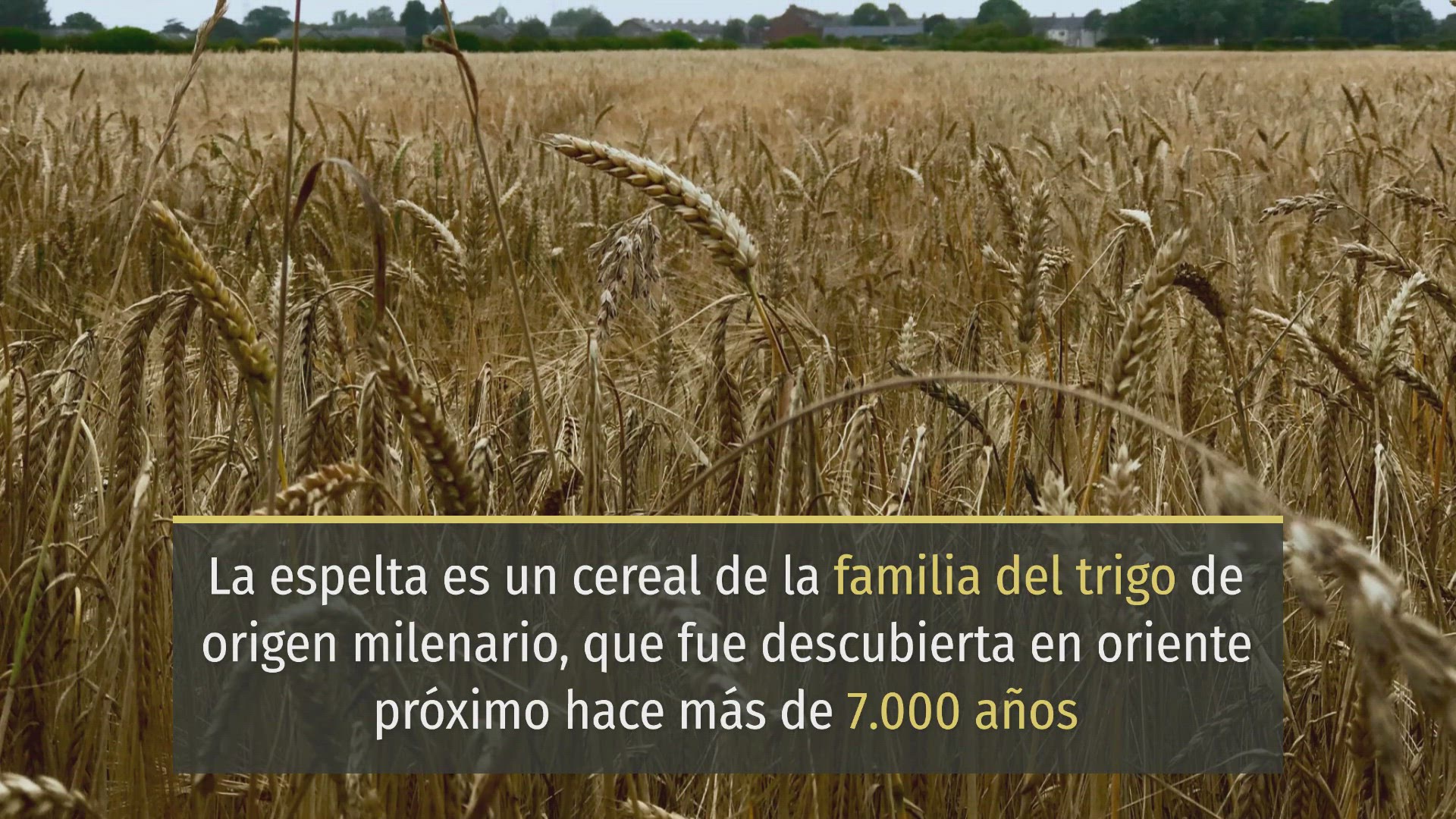 8 Propiedades y Beneficios de la ESPELTA | Open Video