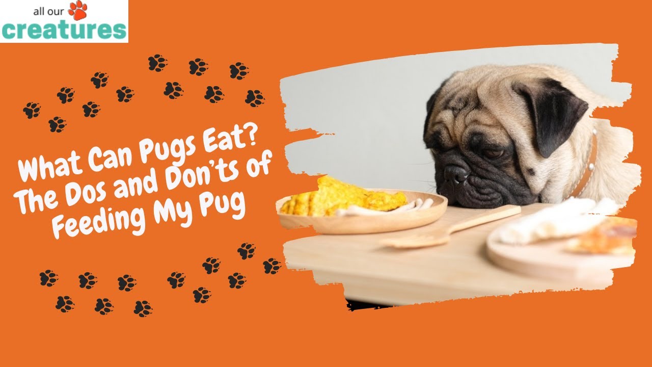 What Can Pugs Eat? The Dos and Don'ts of Feeding My Pug - All Our Creatures