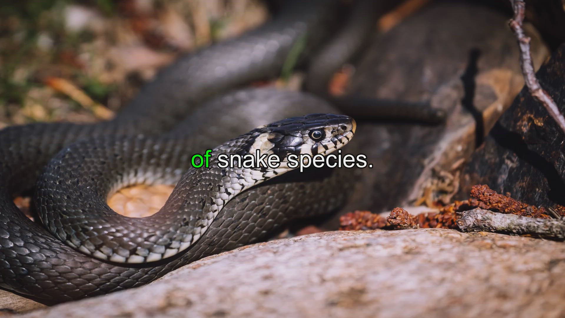 Black Garden Snakes | Fasci Garden
