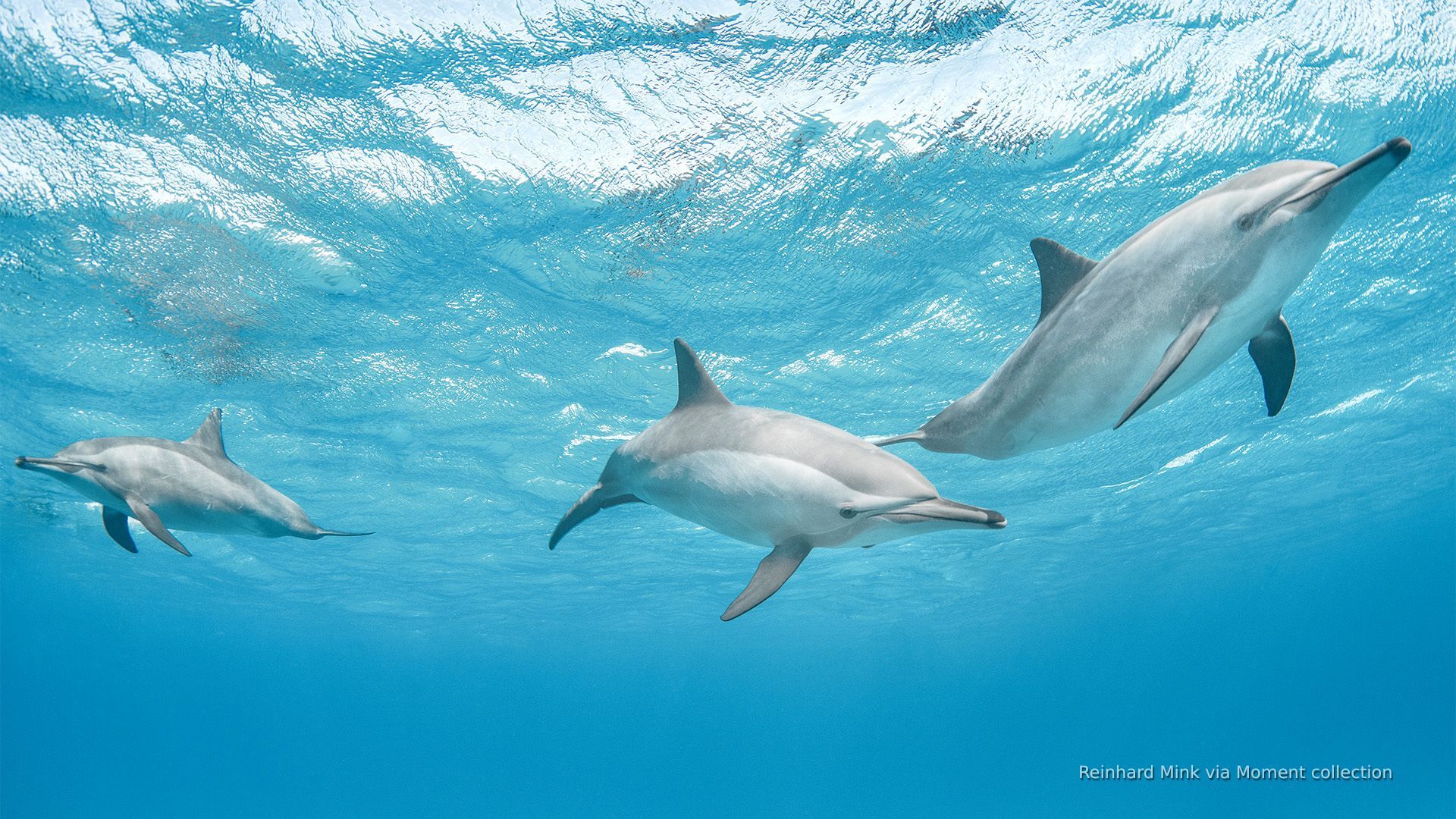 Google unveils AI model to understand dolphi... | Open Video