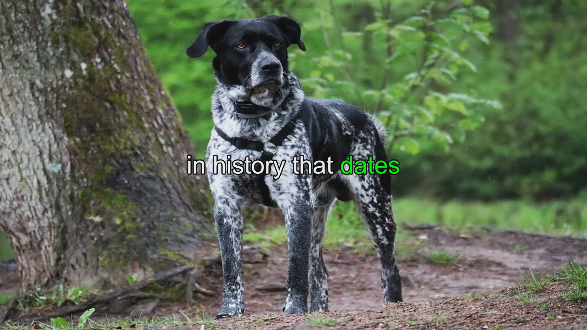 Black And White German Shorthaired Pointer Mix