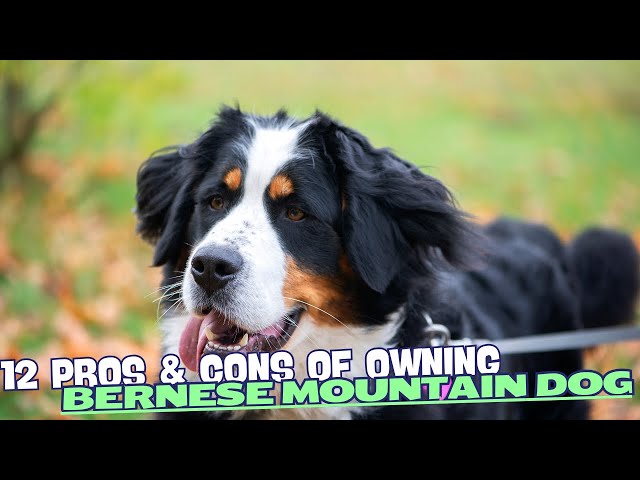 12 Pros & Cons of Owning a Bernese Mount... | Open Video