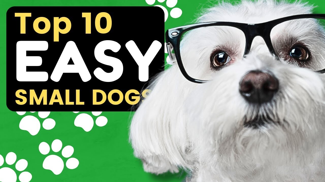 Top 10 Easy Small Dog Breeds That Are Great ... | Open Video