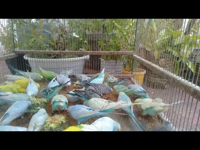 🇯🇵 Rare Japanese Budgie Mutations You’ve Nev... | Open Video