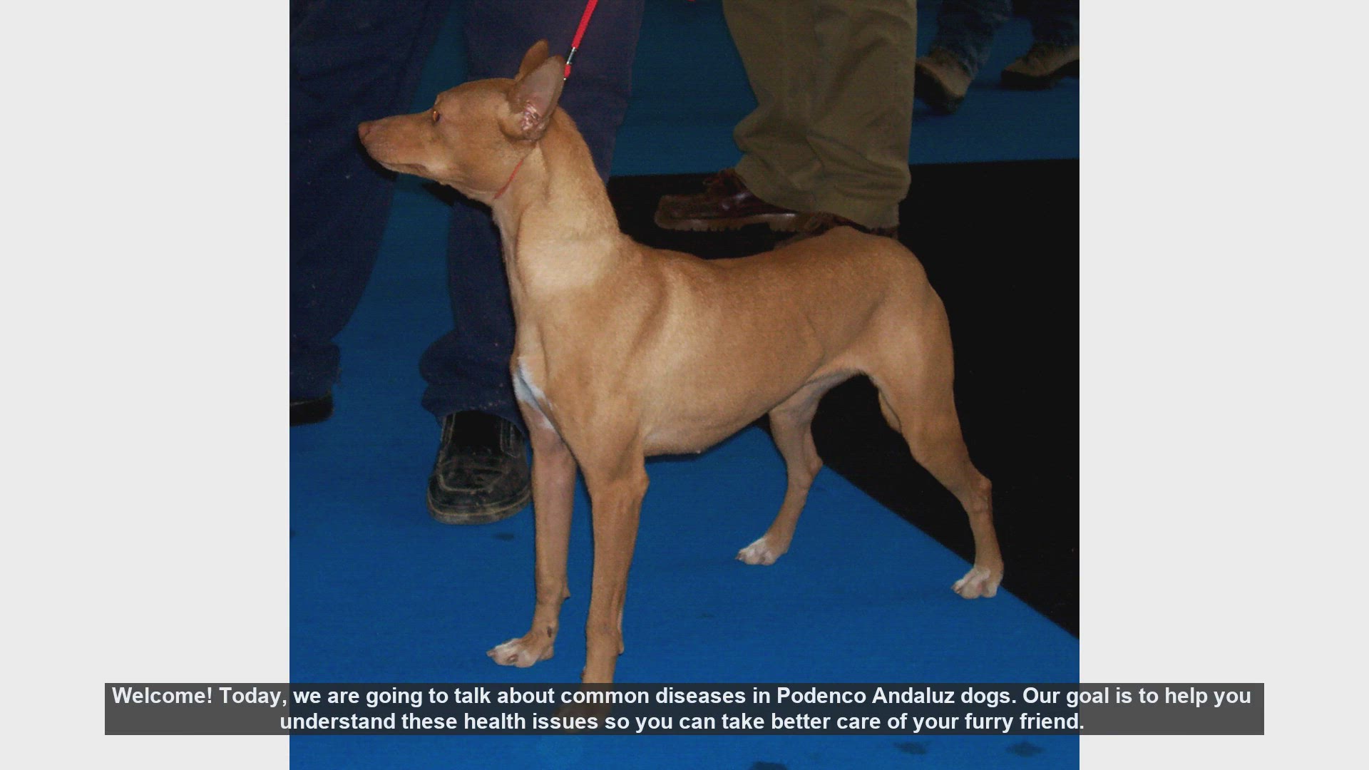 Common Health Issues in Podenco Andaluz Dogs... | Open Video