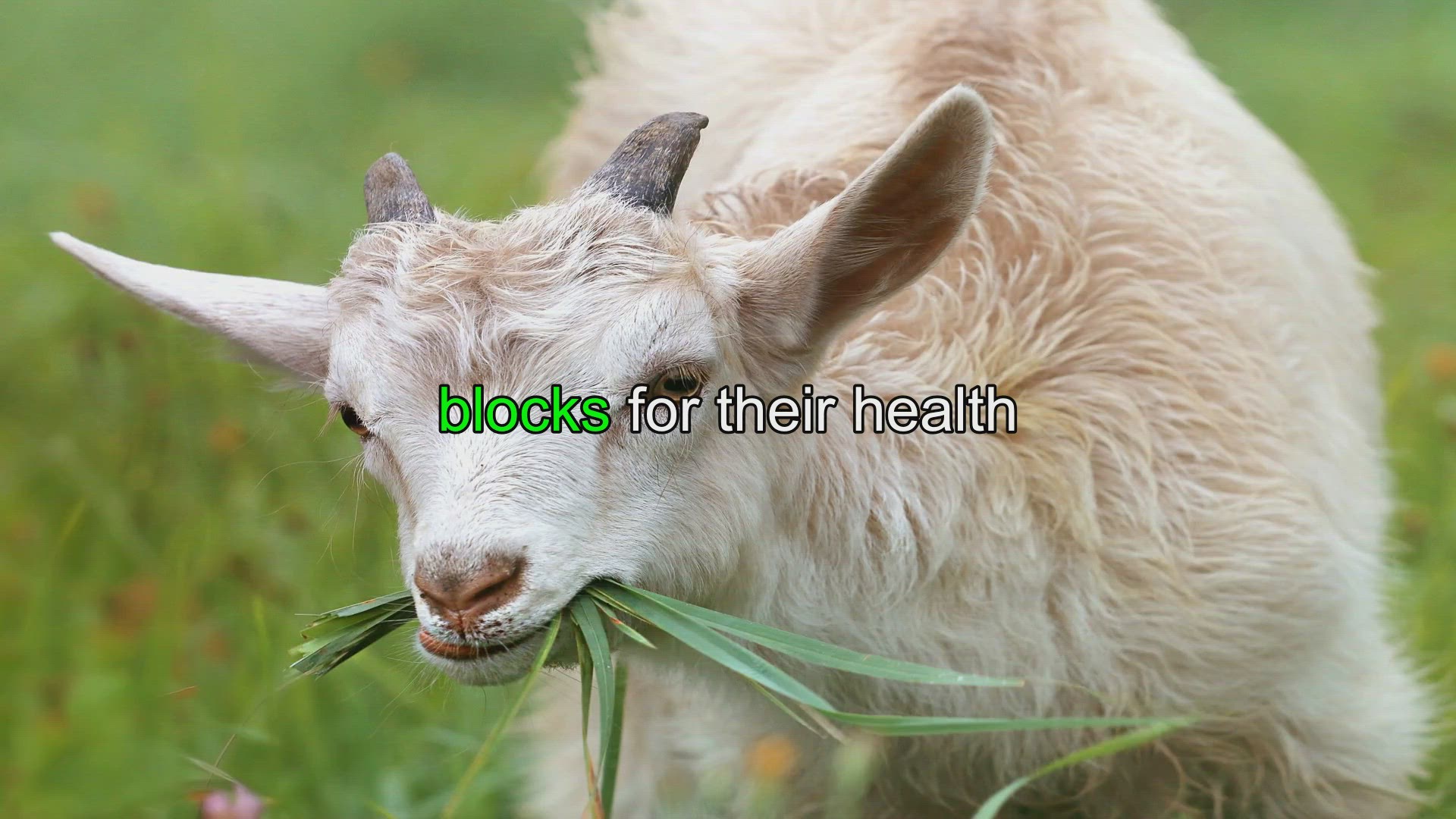 IVERMAX inyectable antiparasitario para BOVINOS, OVINOS y PORCINOS ...