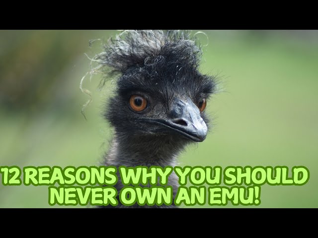 12 Reasons Why You Should Never Own an Emu! 🚫🏡 | Open Video
