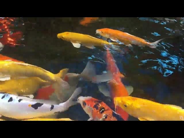 Koi Fish Reproduction: From Spawning to Fry | Open Video