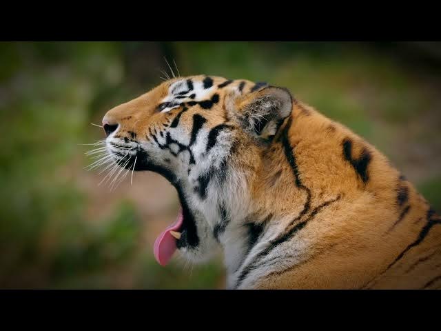 How Do Tigers Balance Their Prey Across Seas... | Open Video