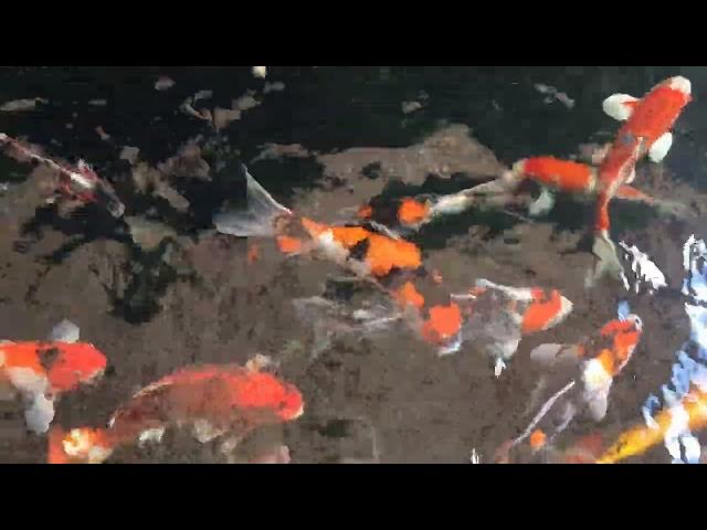 The Koi Fish and Dragon Gate: A Tale of Tran... | Open Video