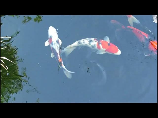 The Rise of Koi Fish Competitions: From Pond... | Open Video