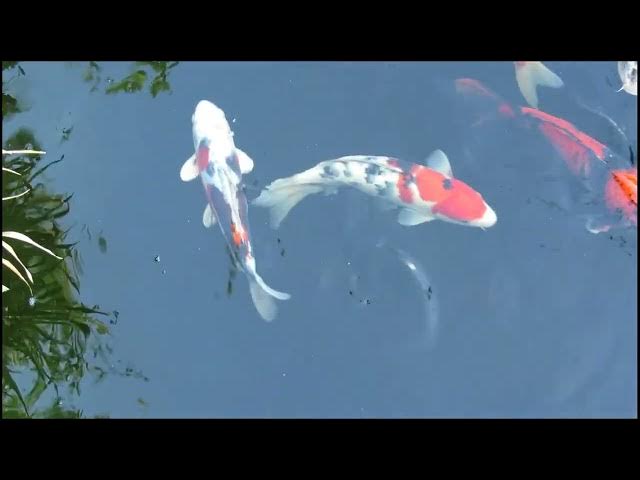 Koi Fish Diet: Debunking the Vegetarian Myth | Open Video