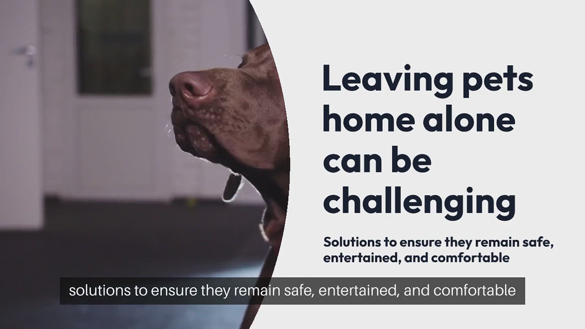 Pet Home Alone Solutions | Open Video