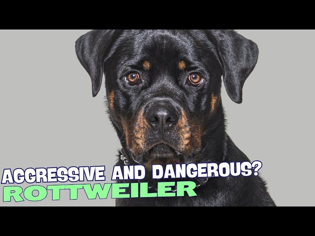 Why Are Rottweilers So Aggressive and Danger... | Open Video