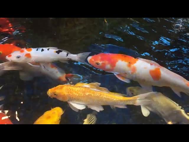 Selecting Top Koi Fish for Competitions: Key... | Open Video