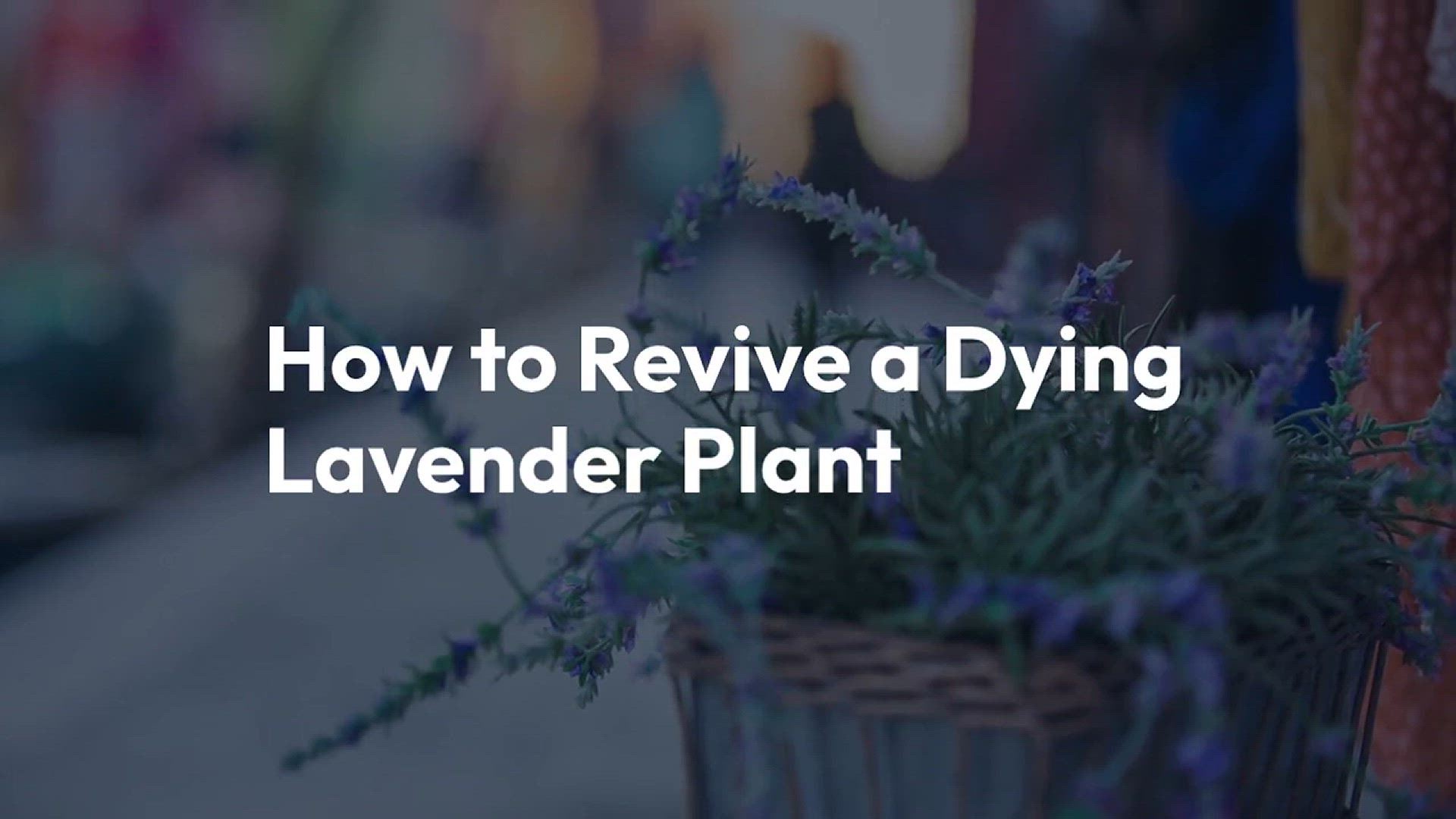 How to Revive a Dying Lavender Plant | Open Video