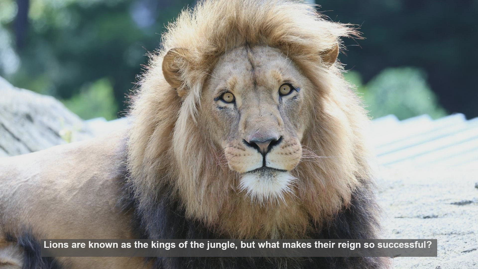 10 Amazing Facts About Lion Vision: The Eyes... | Open Video