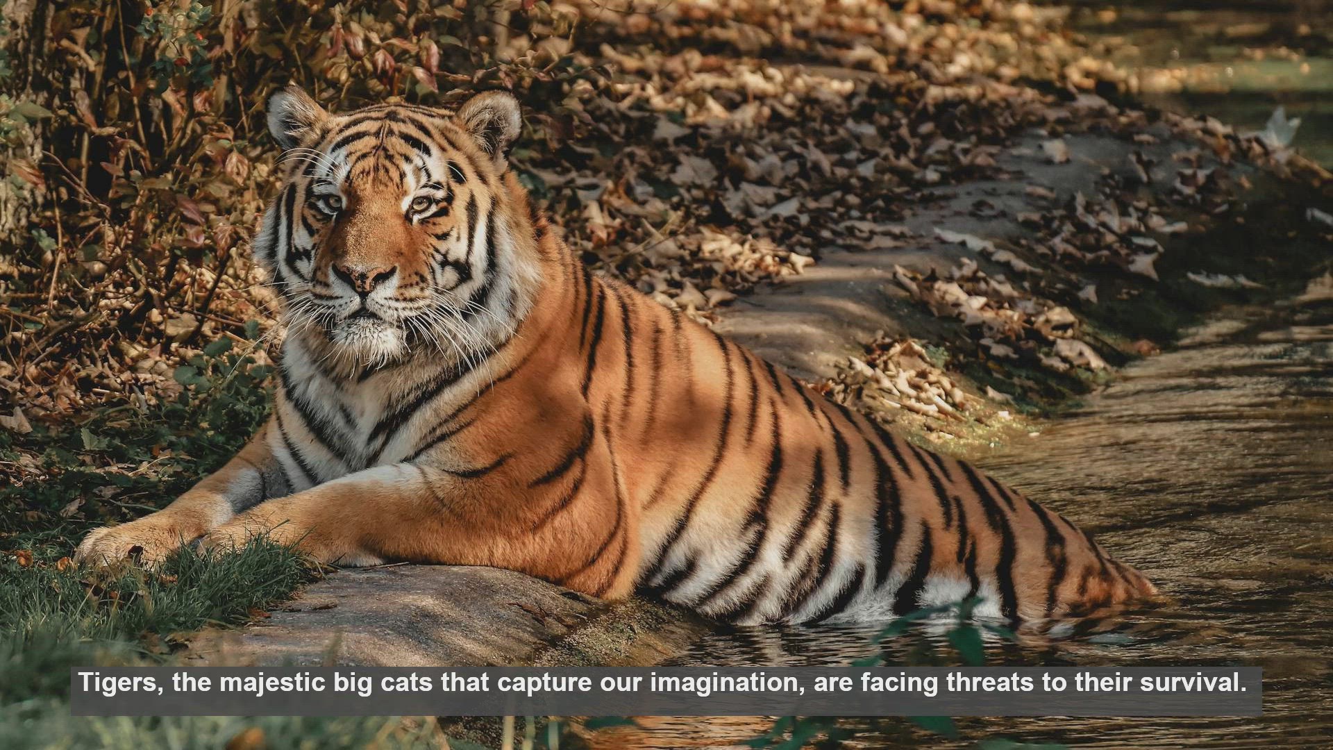 10 Surprising Facts About Tiger Gestation | Open Video