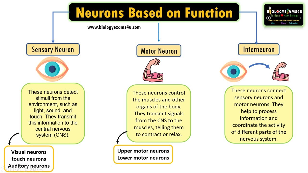 Classification of Neuron based on function|| Sensory Neur...