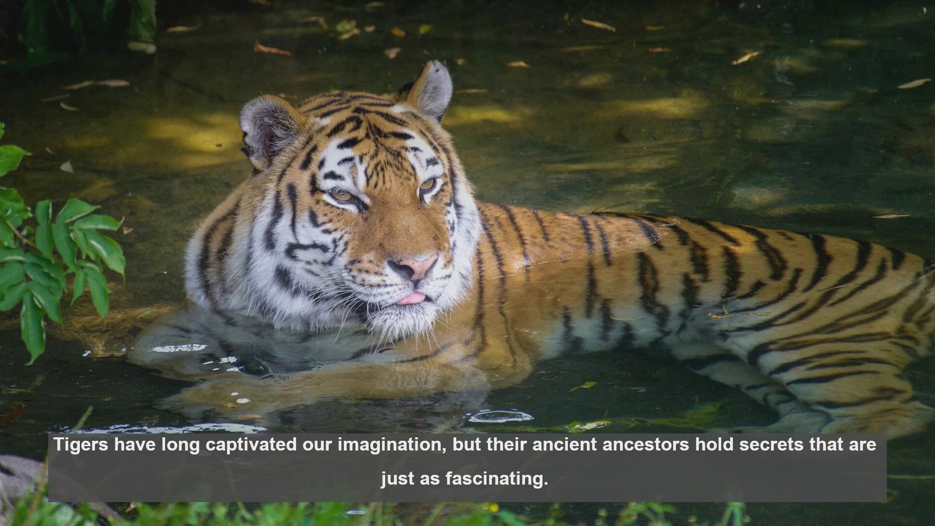 10 Key Tiger Fossils: Tracing Big Cat Evolution | Open Video