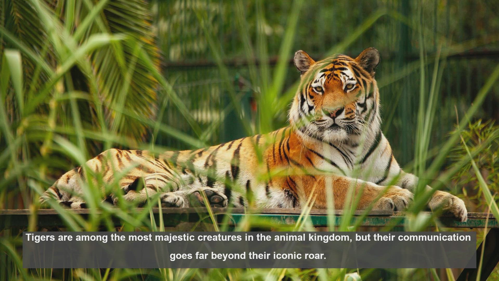 10 Ways Tigers Communicate Through Body Lang... | Open Video
