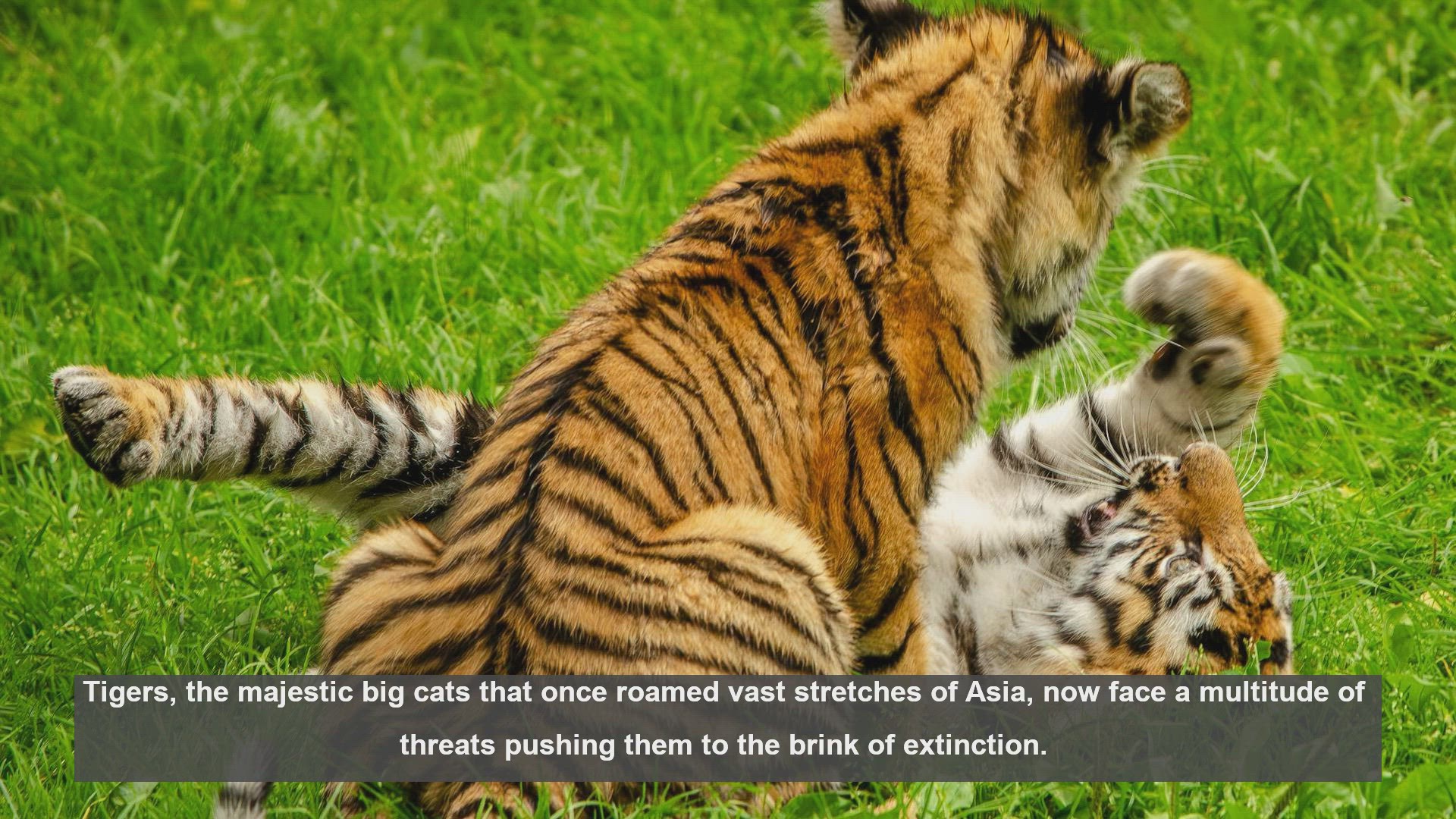 10 Major Threats to Tiger Survival: Conserva... | Open Video