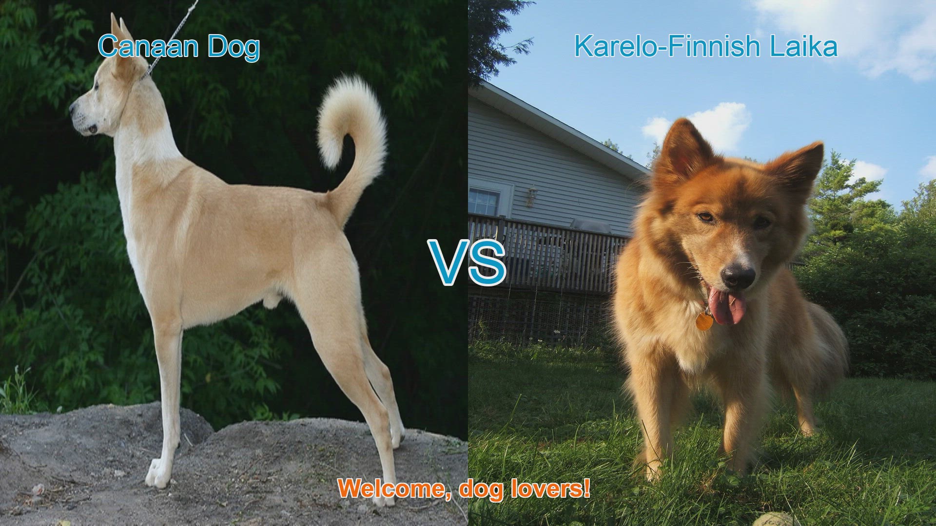 Canaan Dog vs. Karelo-Finnish Laika: A Compa... | Open Video