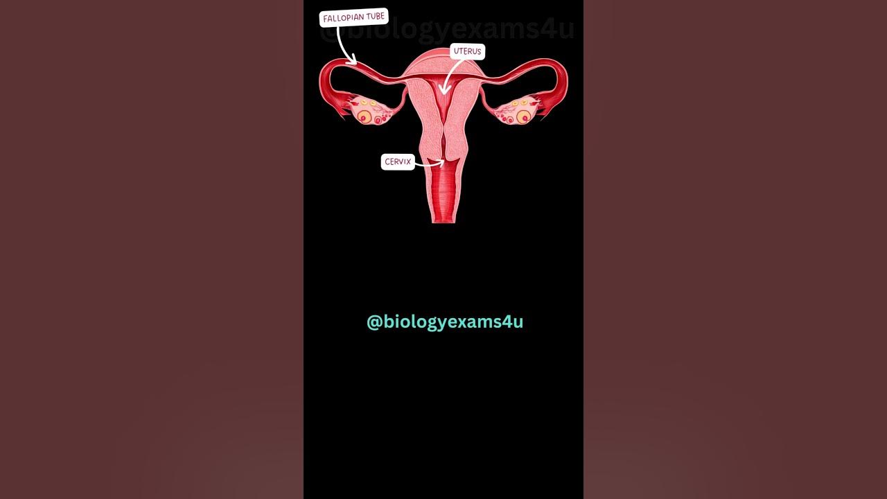 Parts of the Female Reproductive System