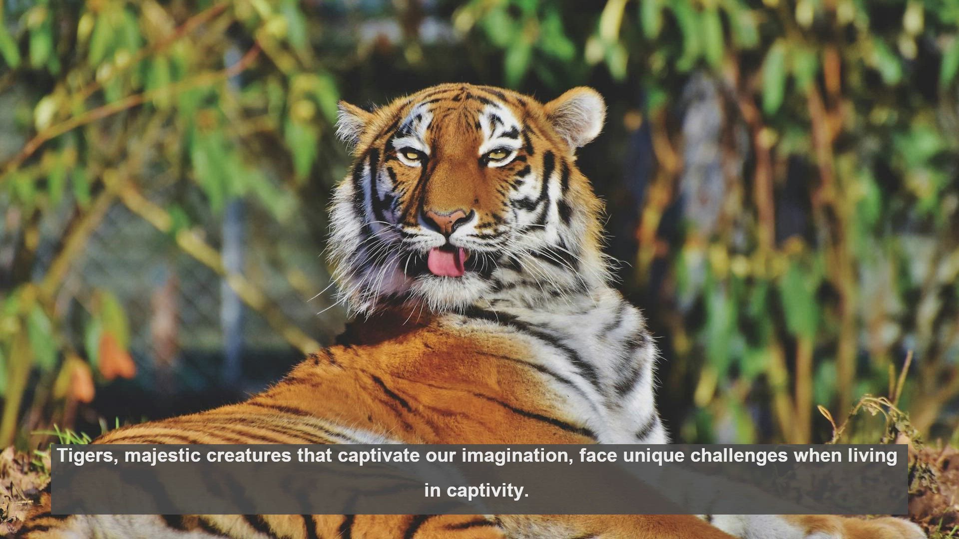 10 Common Health Problems in Captive Tigers | Open Video